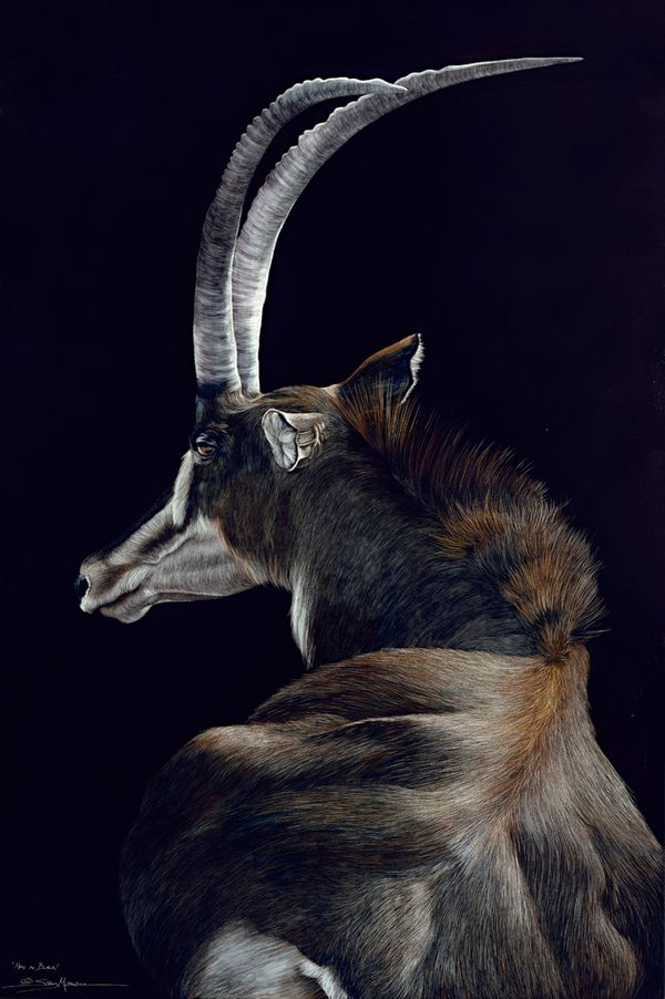 Giclee Reproductions Sally Maxwell Master Scratchboard Artist